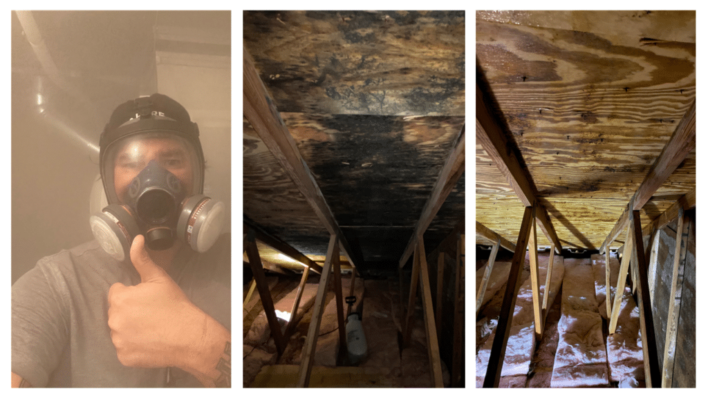 Before & After, ATTIC Mold Remediation Near Me or You in West Bloomfield!